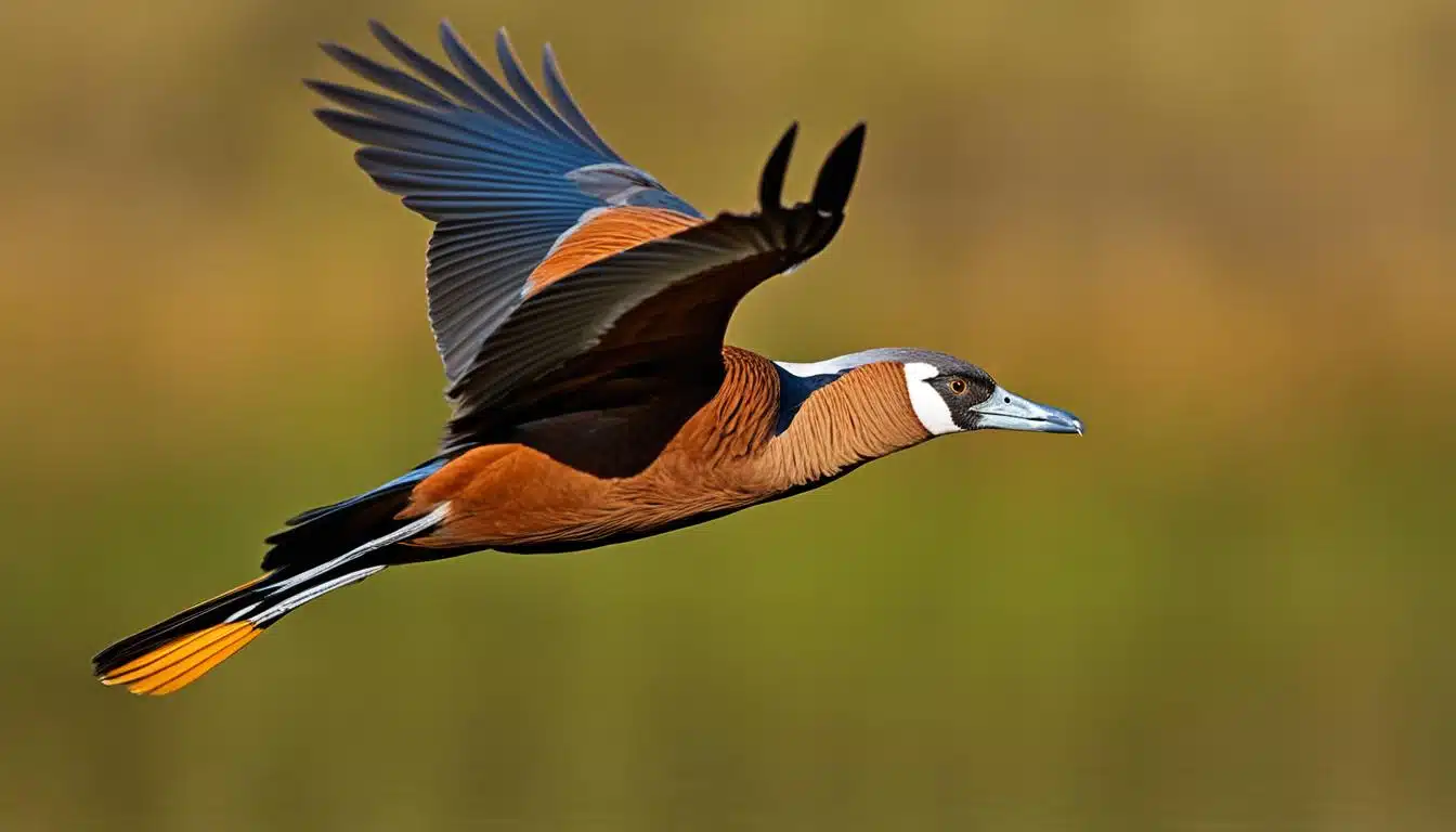 Vogelporträt: Rostgans