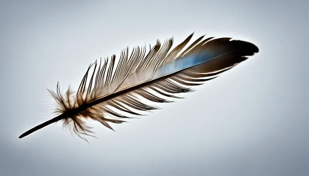 Federkunde: Welche Feder Gehört Zu Welchem Vogel?
